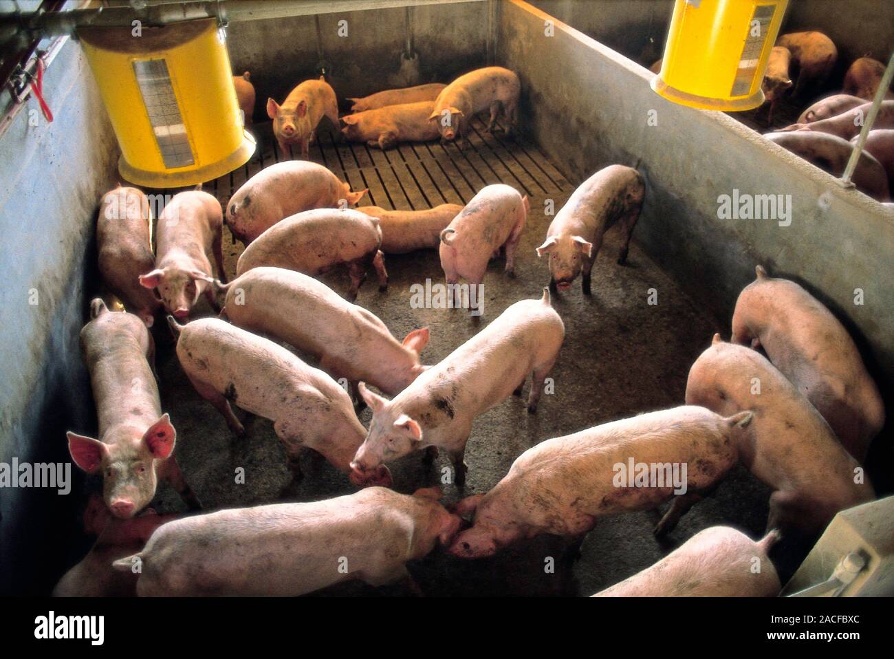 Pig farming. Pigs (Sus scrofa domestica) in a pig sty Stock Photo - Alamy