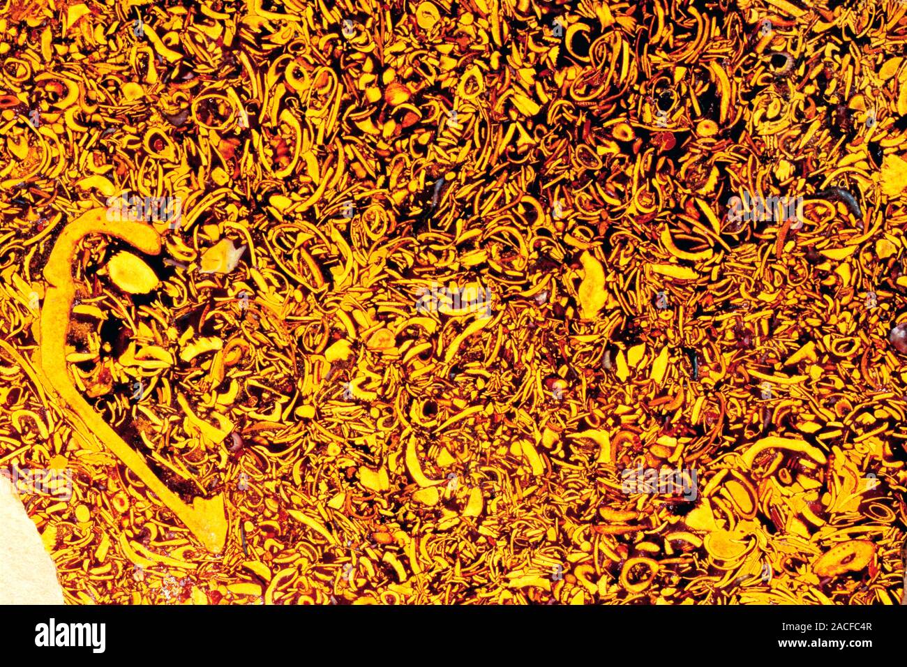 Fossils in jasper stone. Polished slab of jasper stone, showing ...