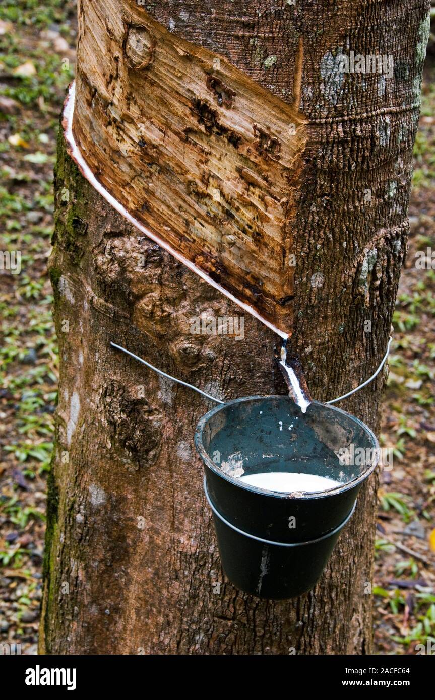 Tapped rubber tree. Rubber tree (Hevea sp.) that has been cut to make ...