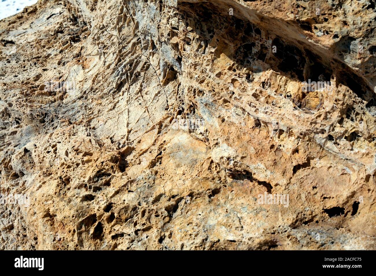 Reef remains in limestone, Italian Alps. Limestone is a sedimentary ...