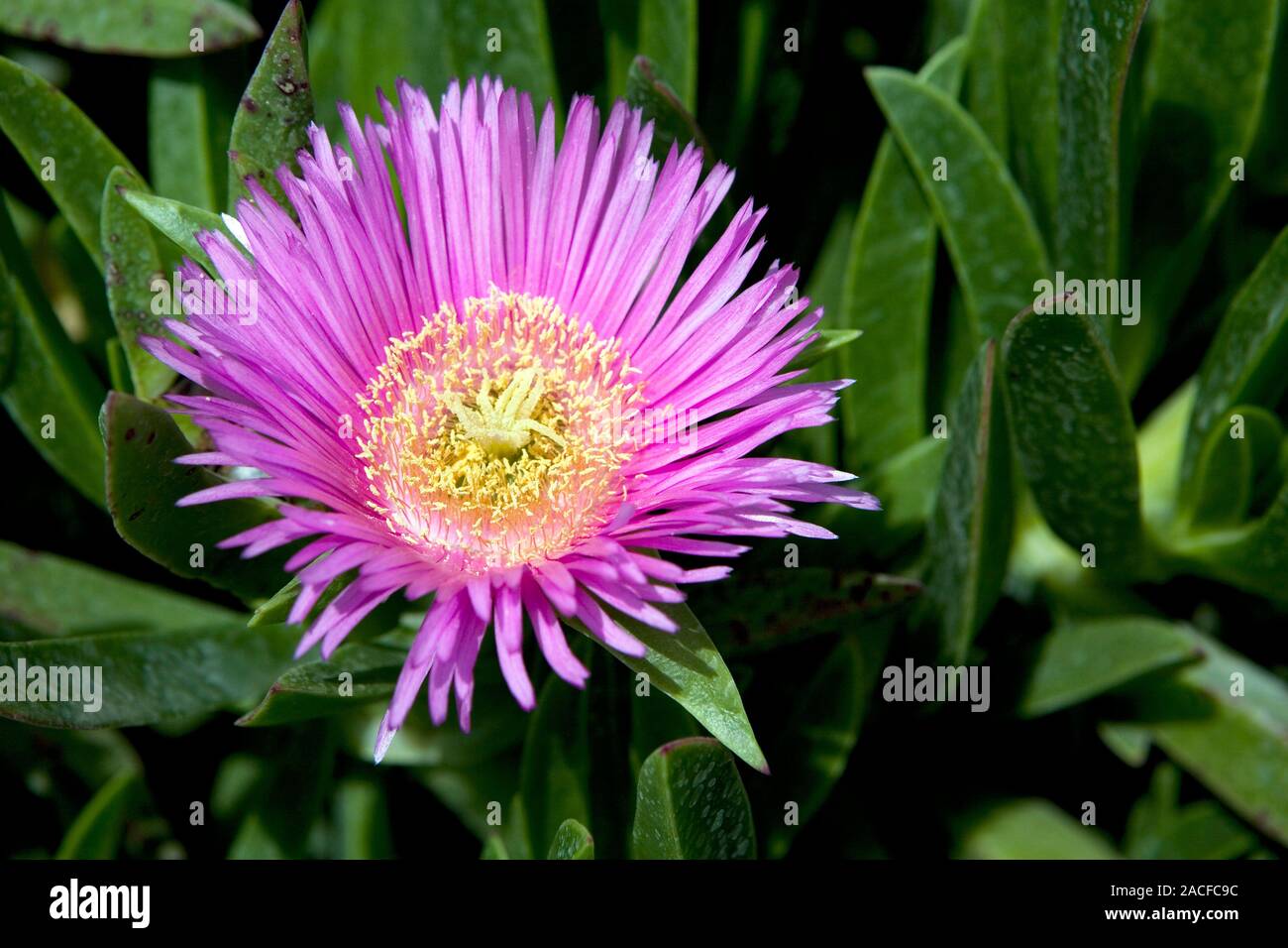 Lampranthus spectabilis flower. This succulent plant thrives only in ...