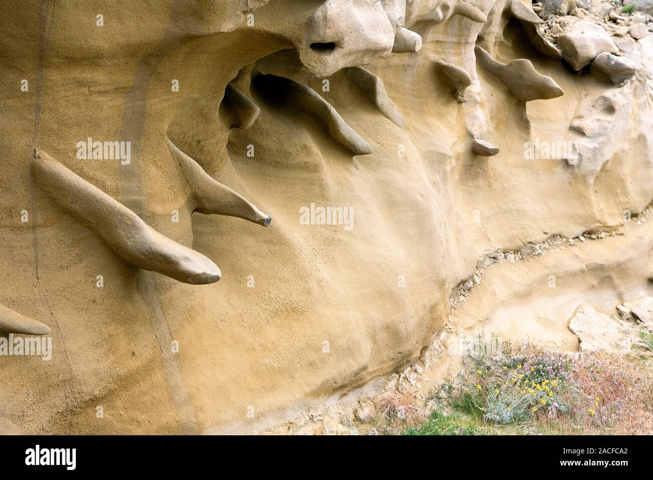 Concretions in eroded rock. The elongate concretions of silica, with ...
