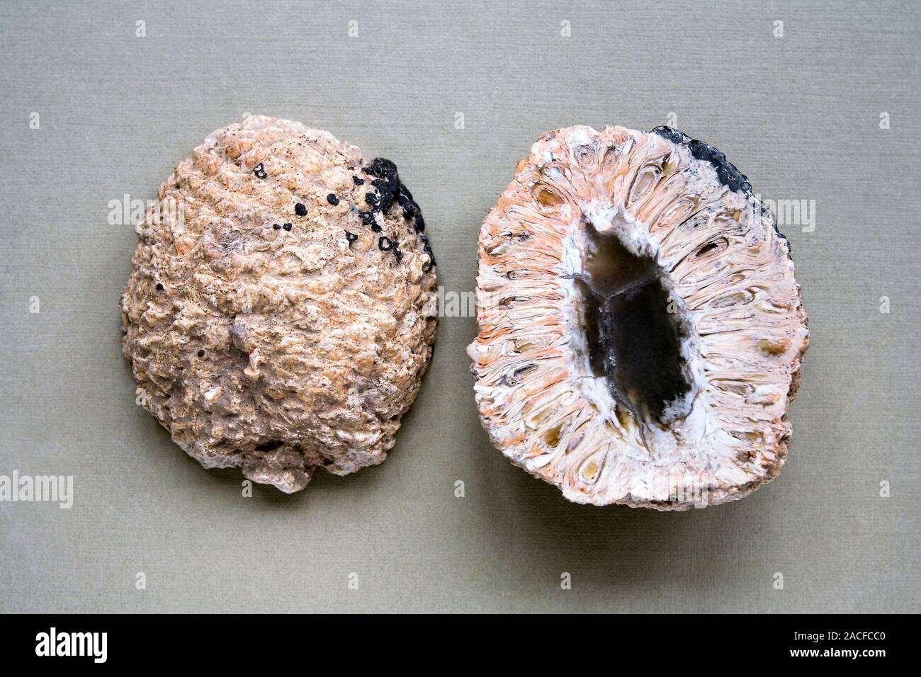 Fossil pinecones. Two halves of a fossil pine cone from now extinct ...