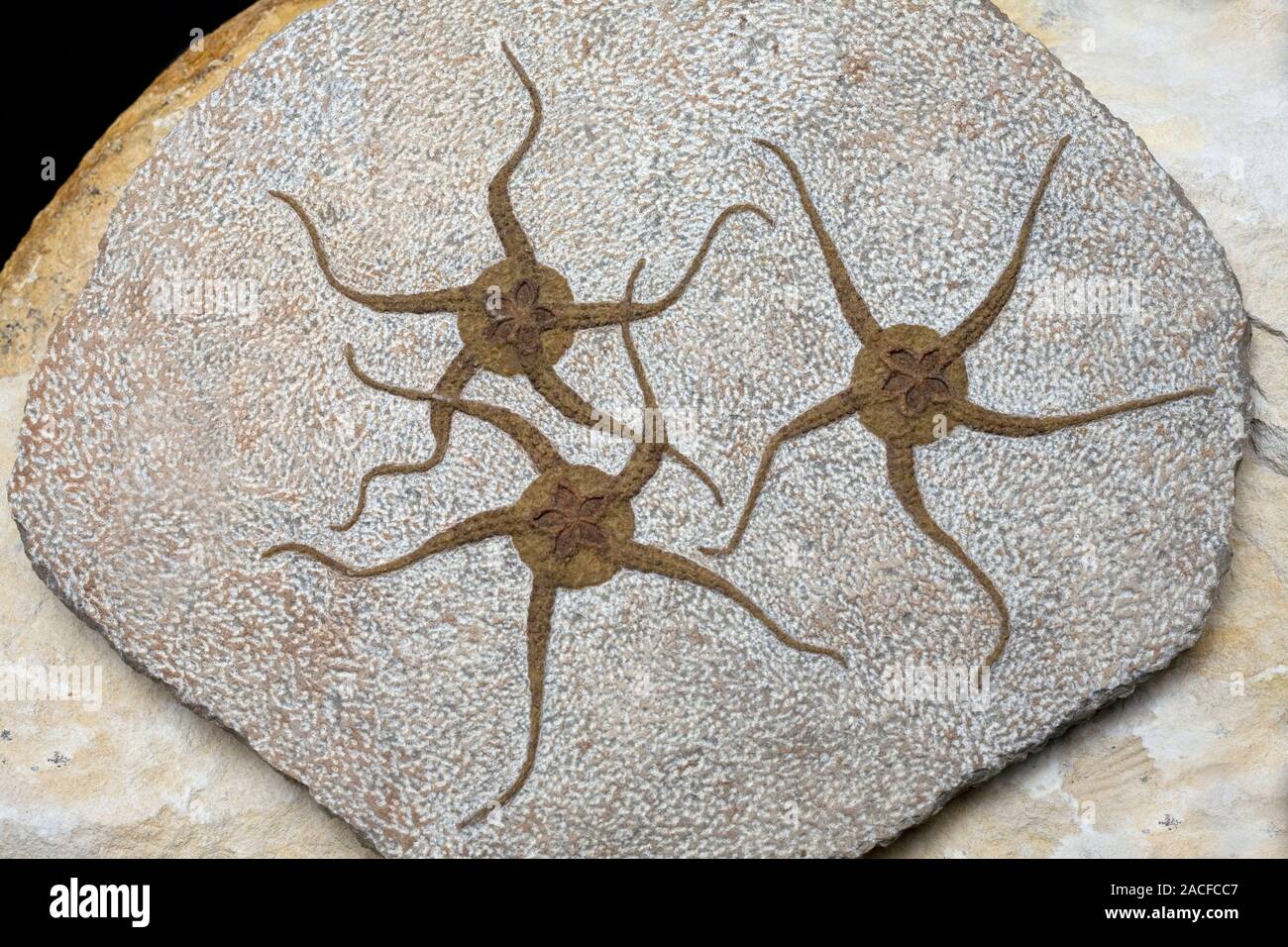 Starfish fossils. These fossils, seen in their limestone host rock ...