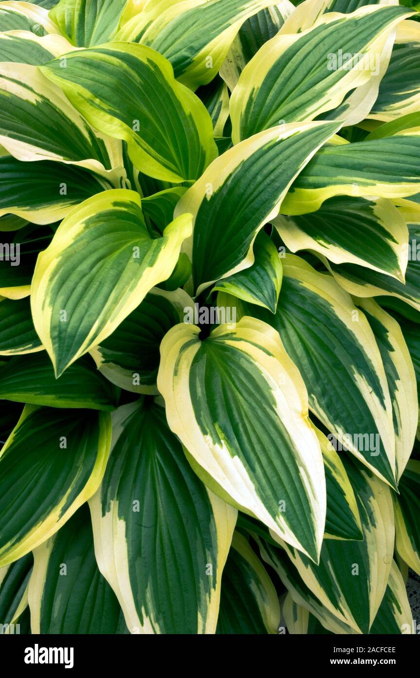 Hosta 'Yellow Splash Rim' leaves Stock Photo - Alamy