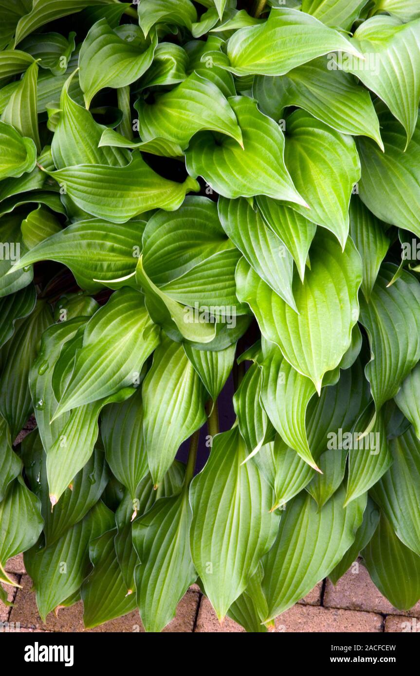 Hosta 'Little Red Rooster' leaves Stock Photo - Alamy