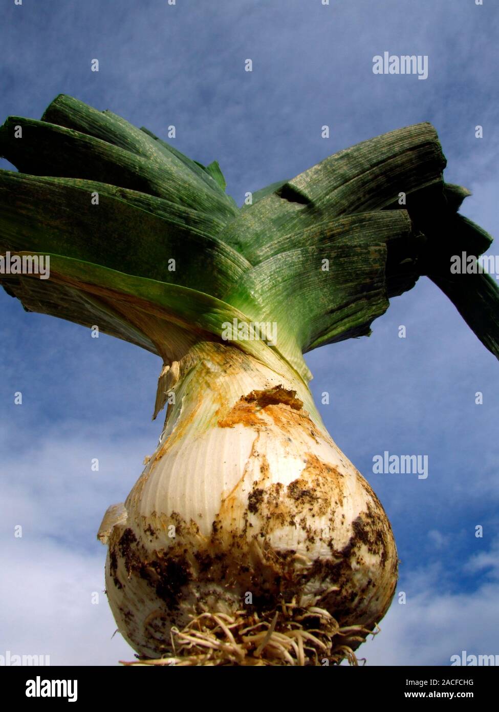Allium porrum (Garden Leek), photographed in UK on 10/19/2008 Stock ...