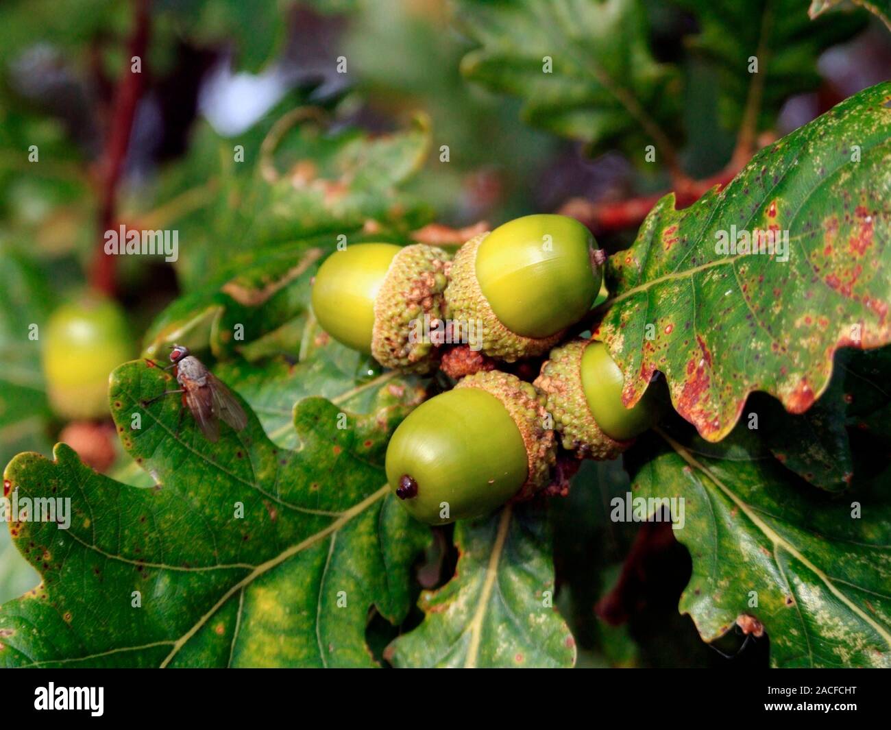 Quercus robur acorns (English Oak), Acorns forming on an English oak ...