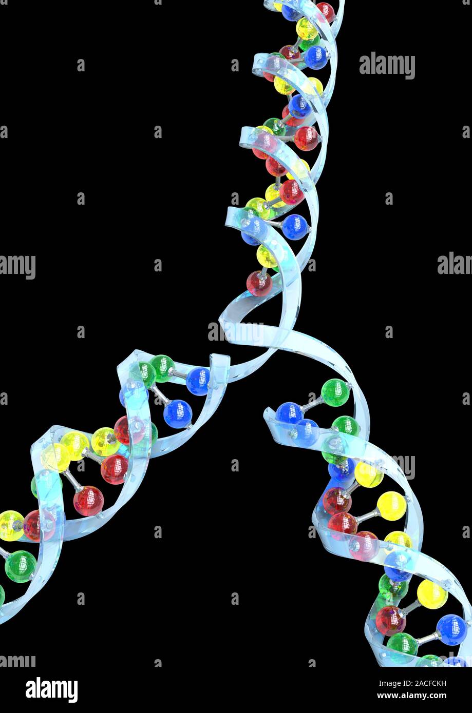 DNA replication. Computer artwork of a DNA (deoxyribonucleic acid ...