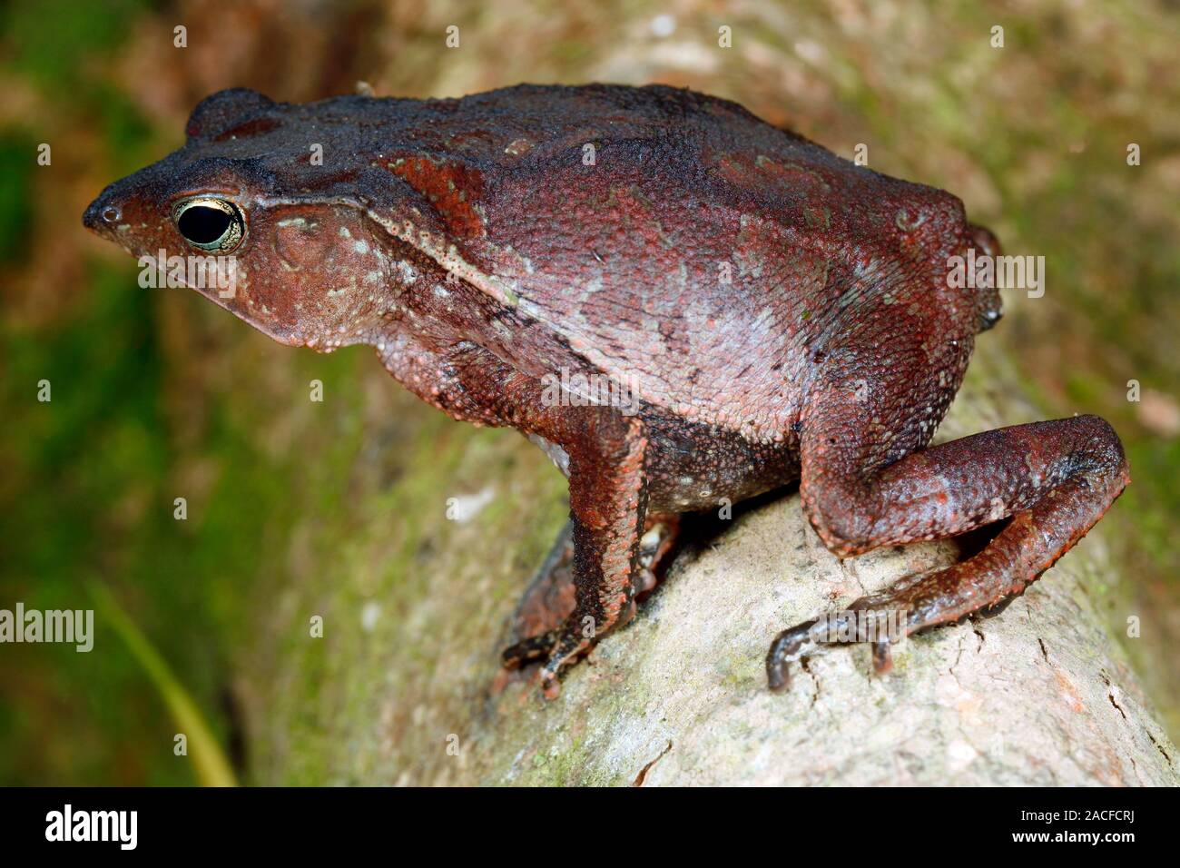 South American common toad (Bufo margaritifer). This toad, also called ...
