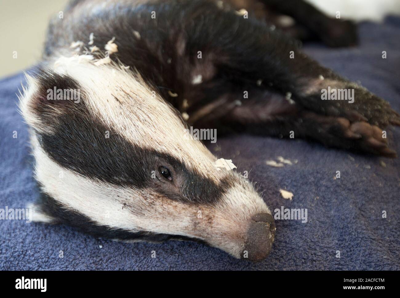 An RSPCA veterinary officer inoculating a badger against TB at the West ...