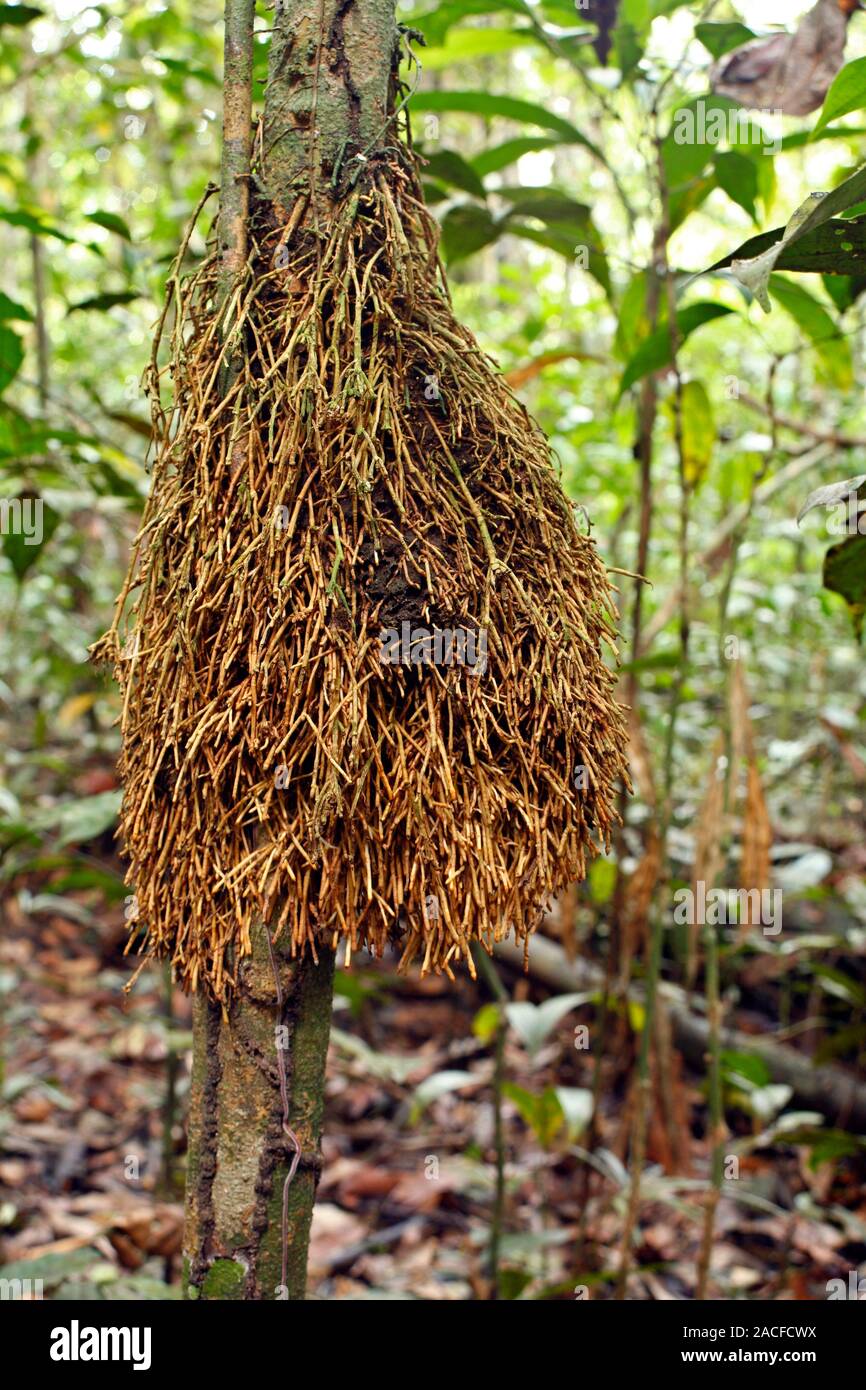 Aerial roots on a tree trunk. These specialised roots ensure that the ...