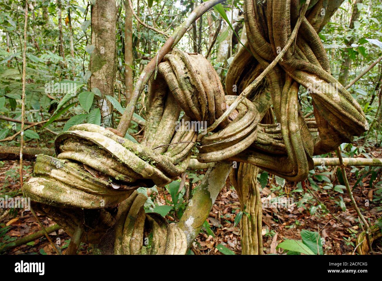 Rainforest undergrowth. Tangled lianas (woody vines) covered in moss. Lianas use trees for ...