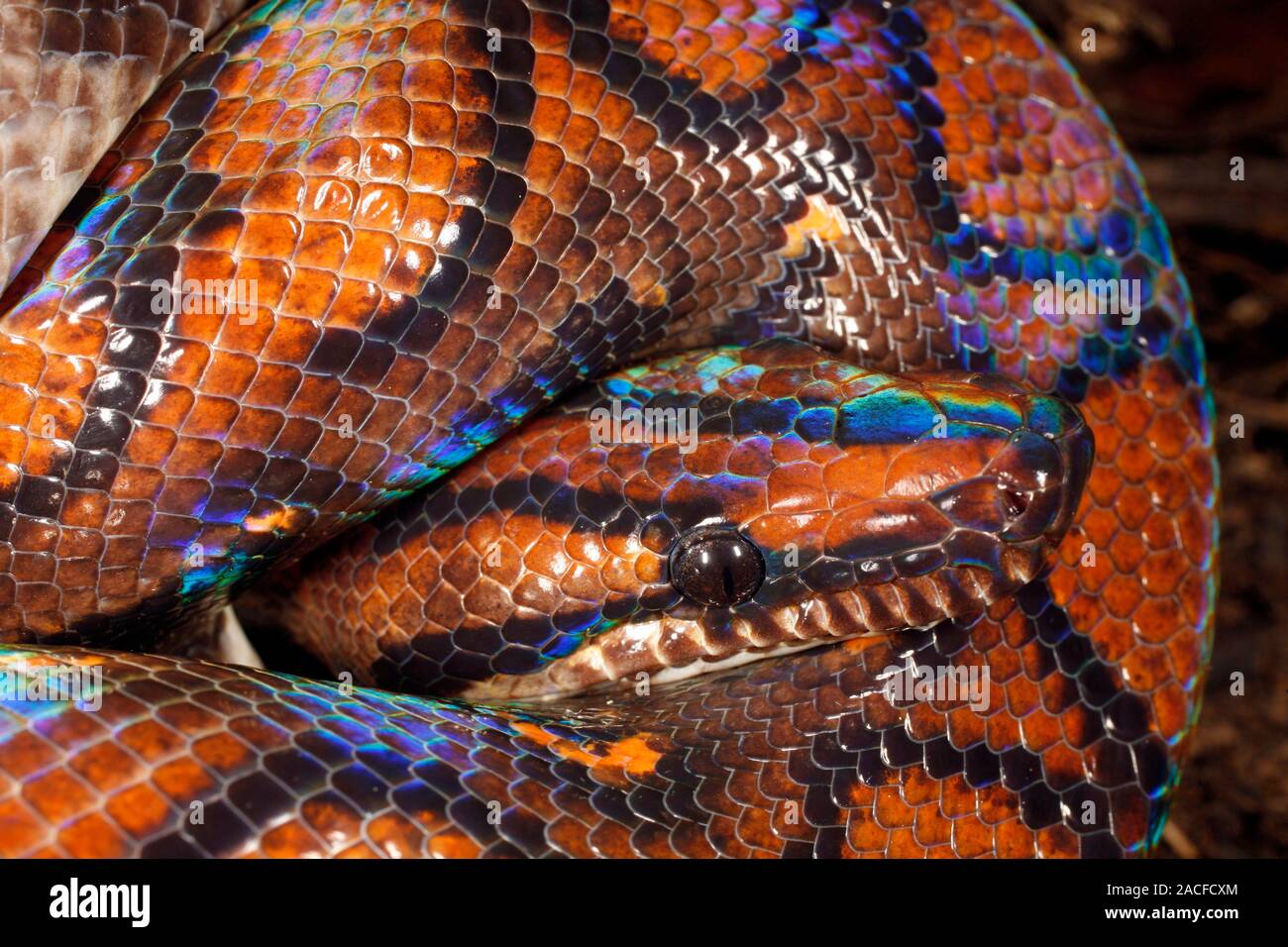 Rainbow boa (Epicrates cenchria). This snake was found in rainforest ...
