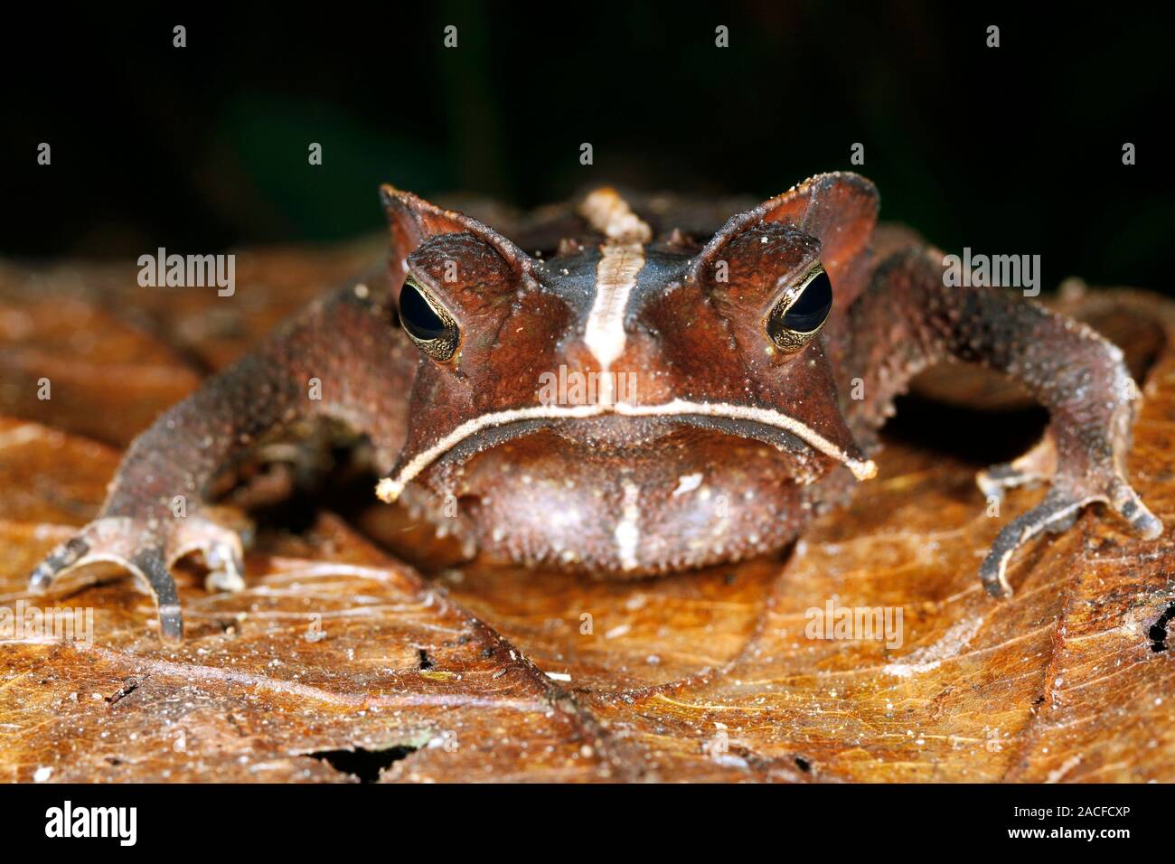 South American common toad (Bufo margaritifer). This toad, also called ...