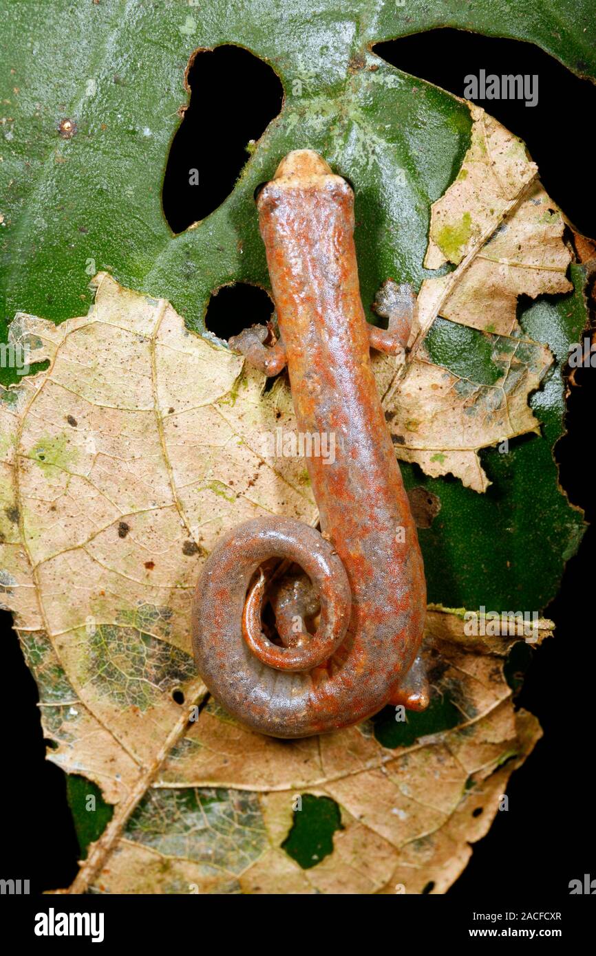 Peruvian climbing salamander (Bolitoglossa peruviana). Photographed in ...