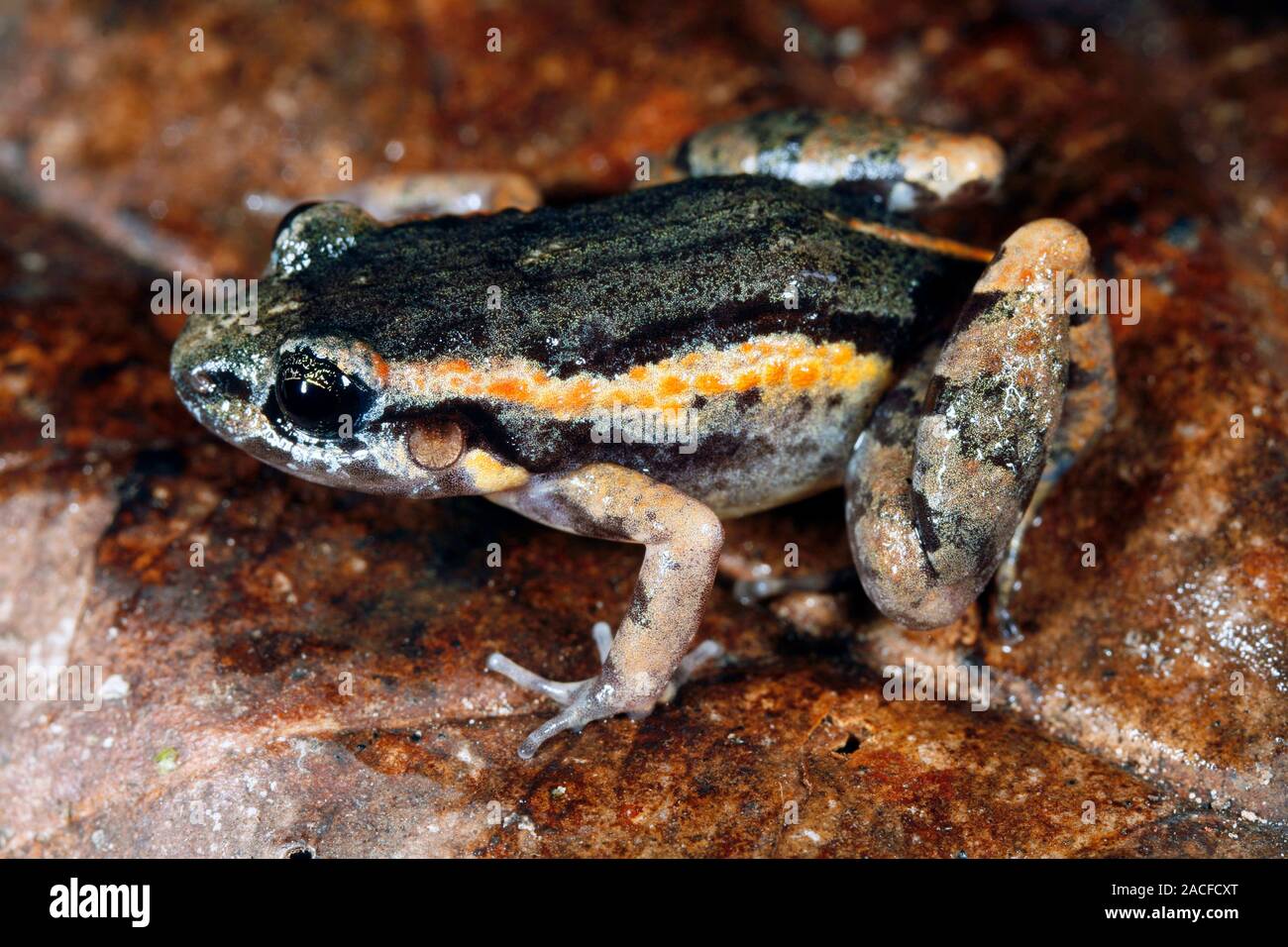 Leptodactylid frog (Adenomera hylaedactyla). Photographed in rainforest ...