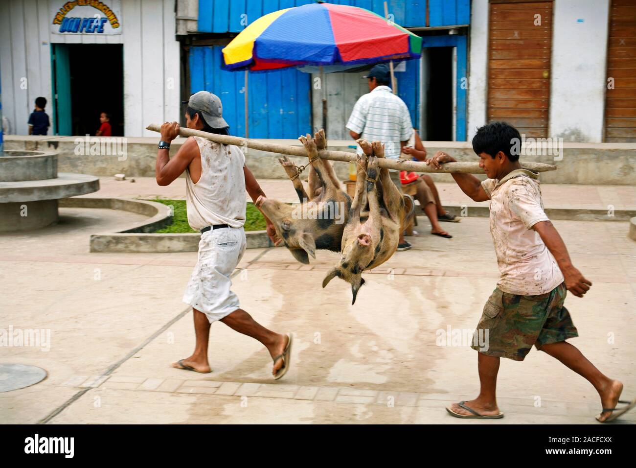Carrying pigs. Two men transporting dead pigs at the market in Mazan ...