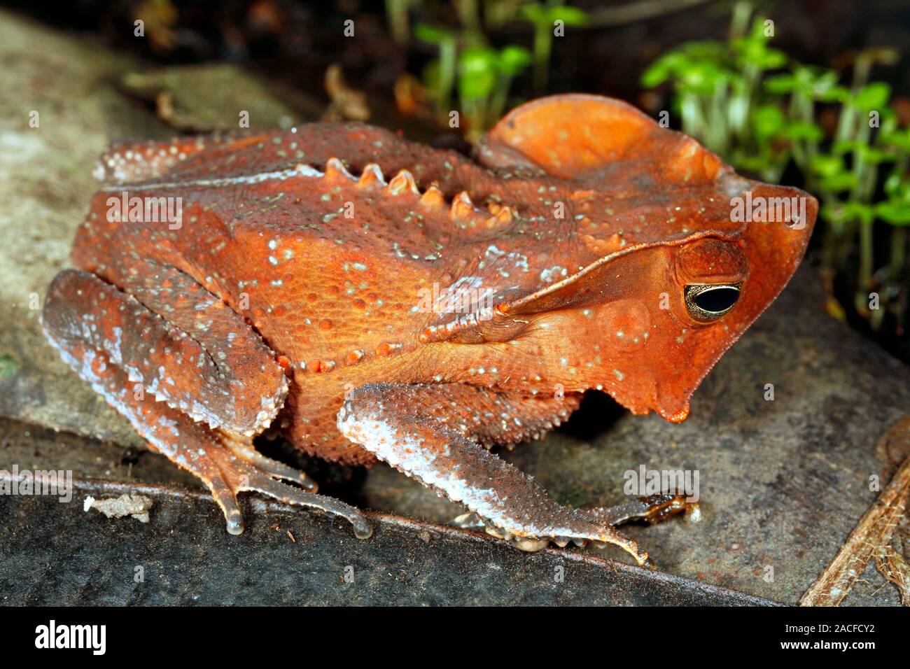 South American common toad (Bufo margaritifer). This toad, also called ...