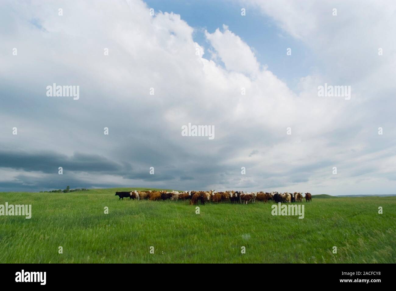 Cows sensing approaching storm. Cows huddling together in a field as a ...