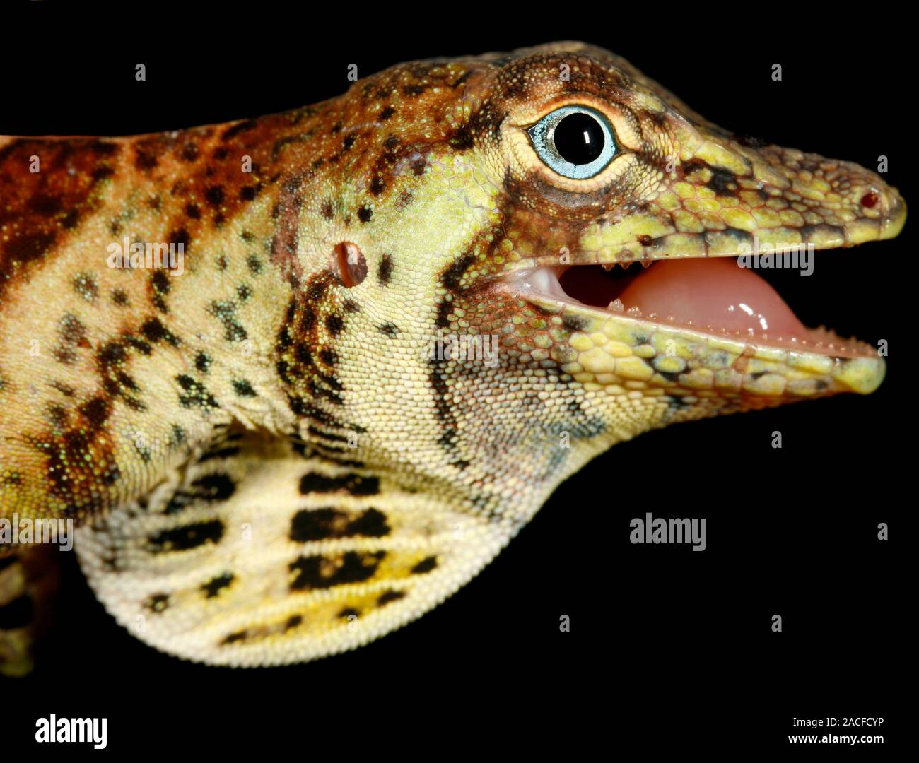 Head of a banded tree anole (Anolis transversalis). Photographed in ...