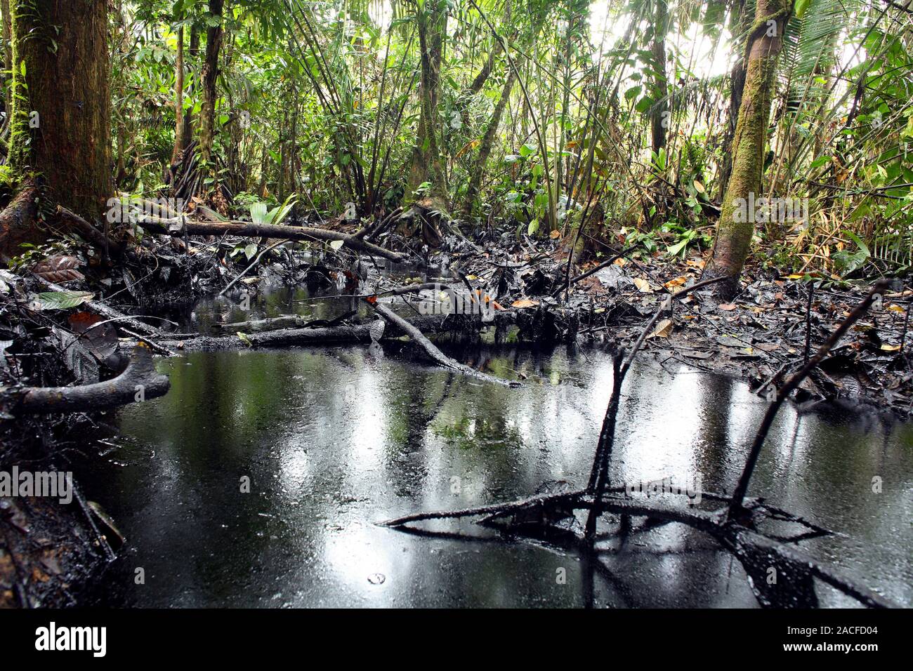 Oil spillage in a rainforest. Pool of spilt oil contaminating a region ...
