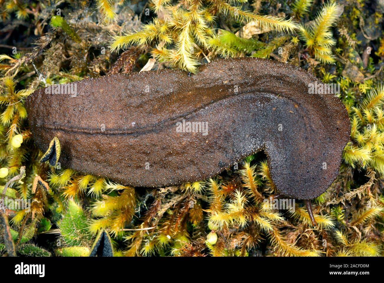 Leatherleaf slug (family Veronicellidae) on cloudforest undergrowth ...