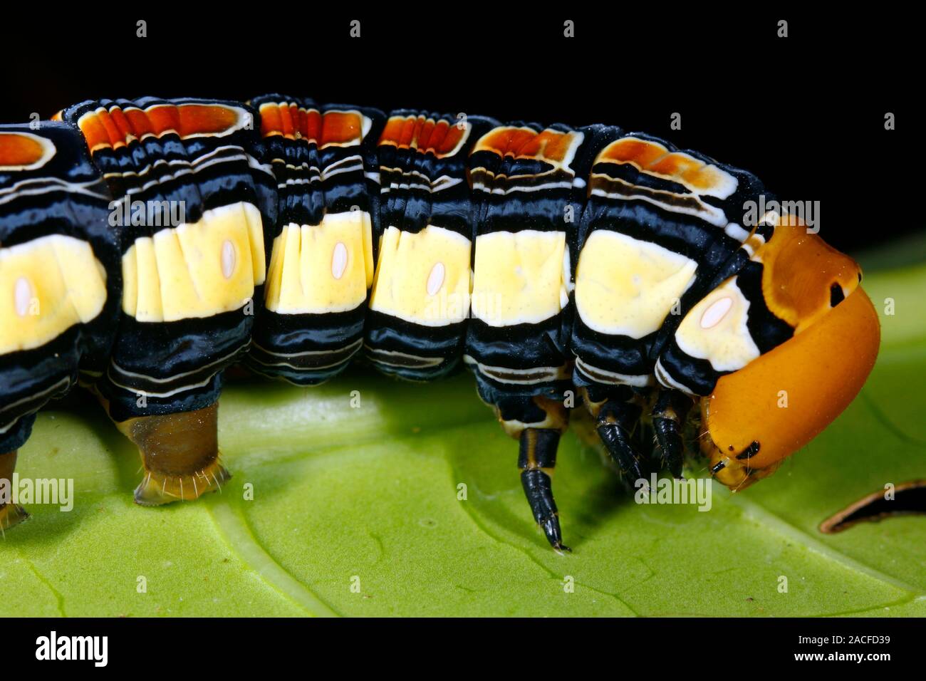 Hawkmoth caterpillar (family Sphingidae) head. Photographed in ...