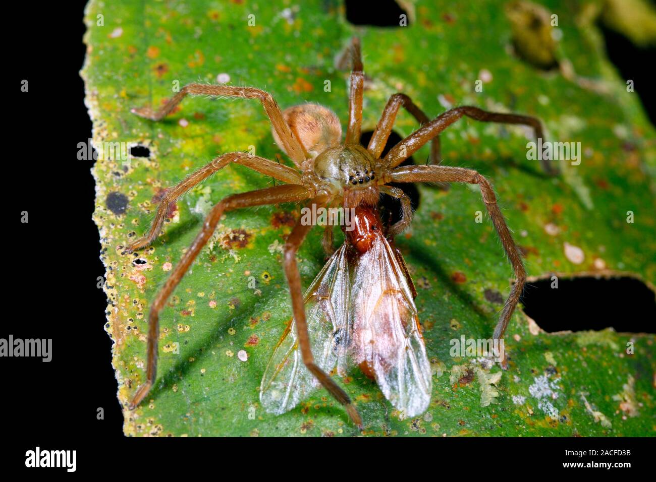 Wolf spider (Family Lycosidae) feeding on a winged ant. Photographed in ...