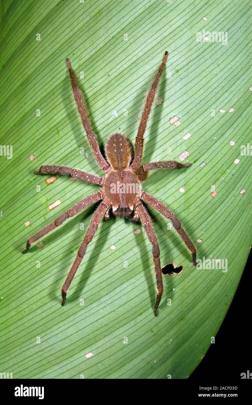 Wandering spider (Family Ctenidae). Photographed in rainforest near ...