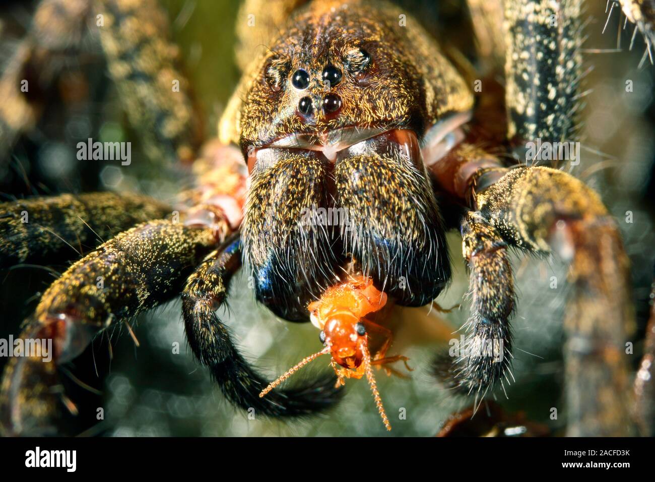 Wandering spider (Family Ctenidae) feeding on a winged termite ...