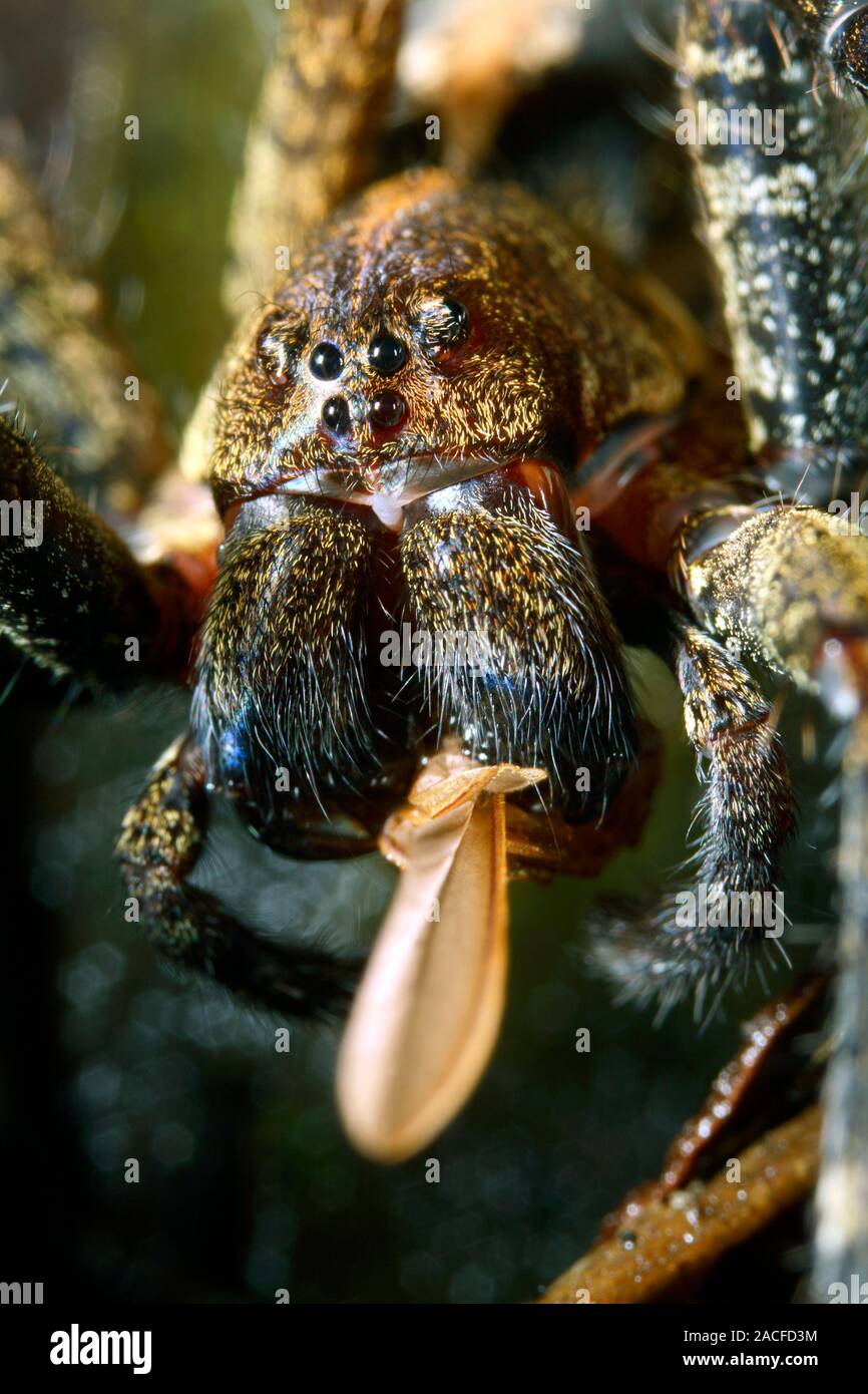 Wandering spider (Family Ctenidae) feeding on a winged termite ...