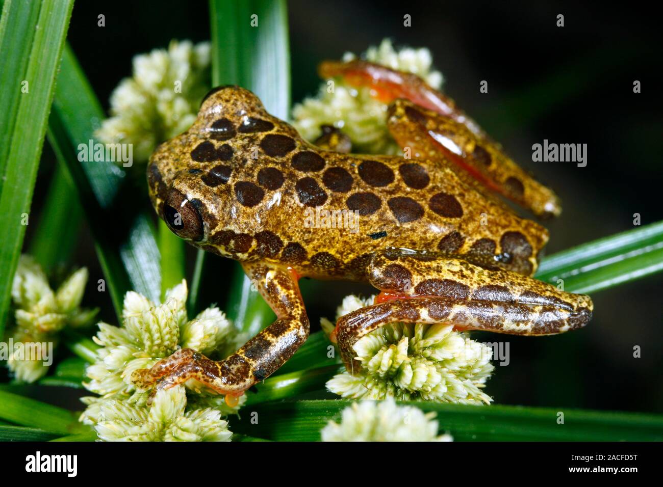 Clown treefrog (Dendropsophus triangulum). Photographed in rainforest ...