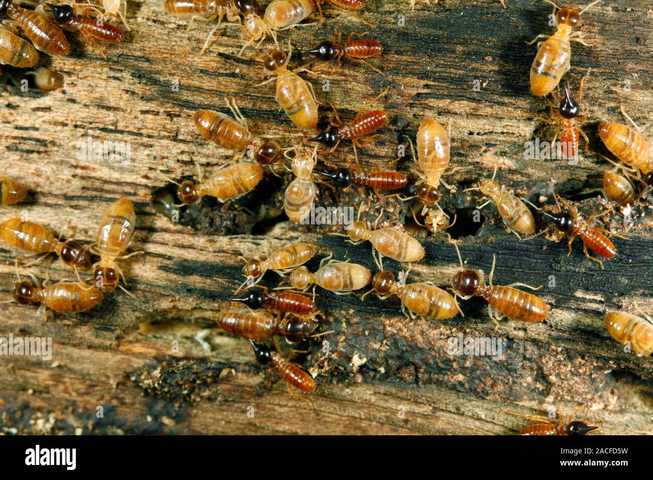 Termites feeding on a rotting log. Photographed in rainforest near ...