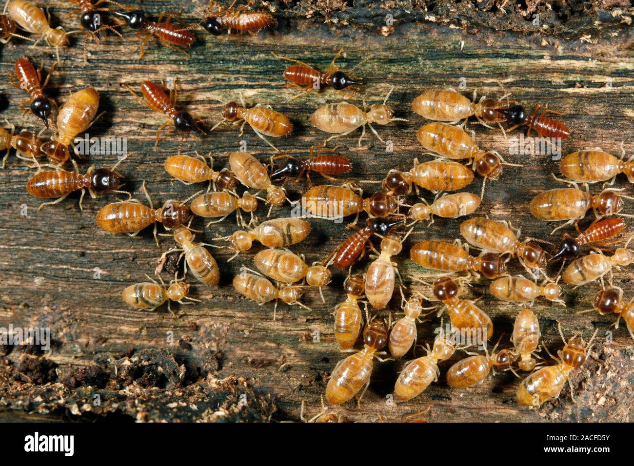 Termites feeding on a rotting log. Photographed in rainforest near ...