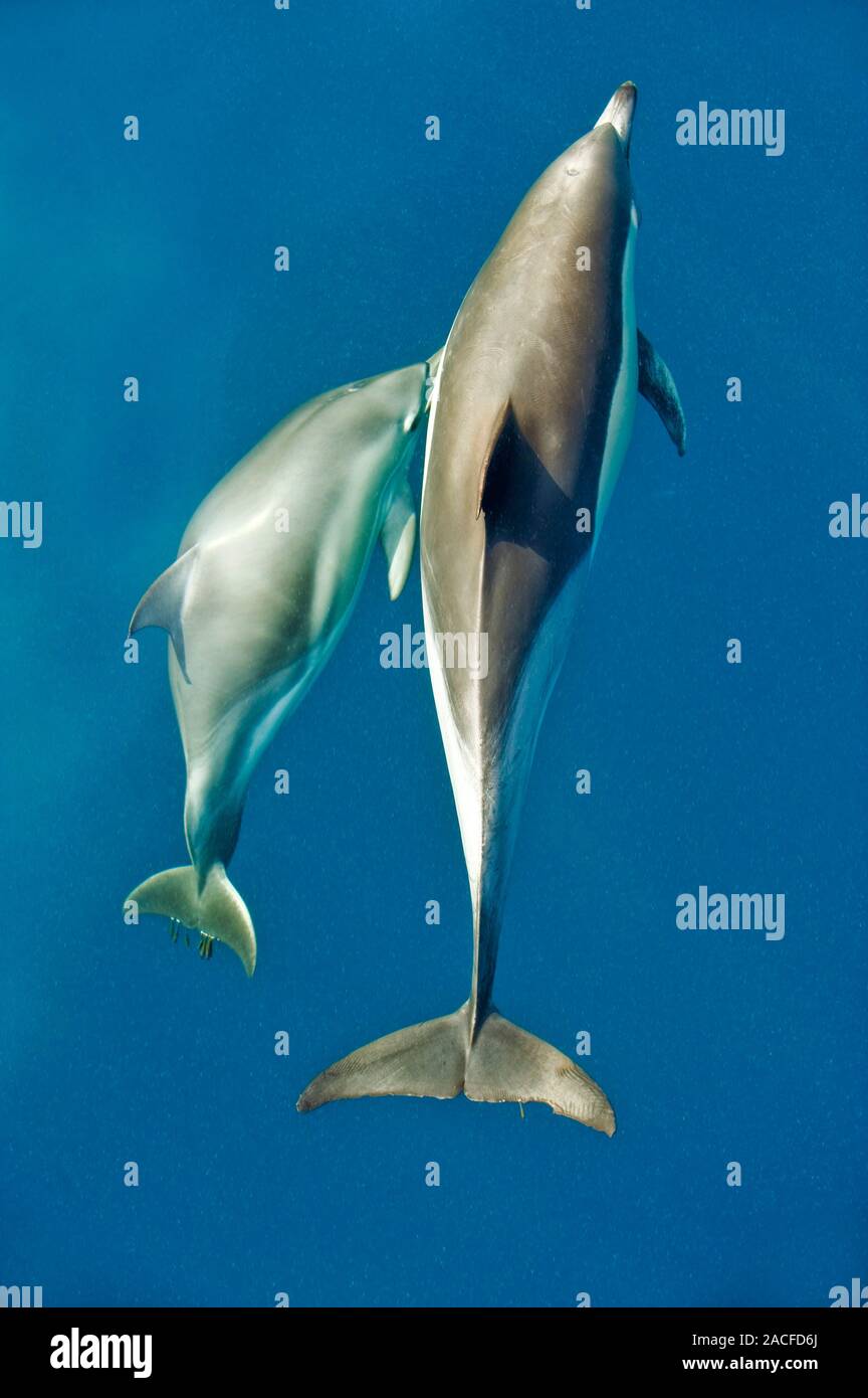 Short-beaked common dolphins (Delphinus delphis Stock Photo - Alamy