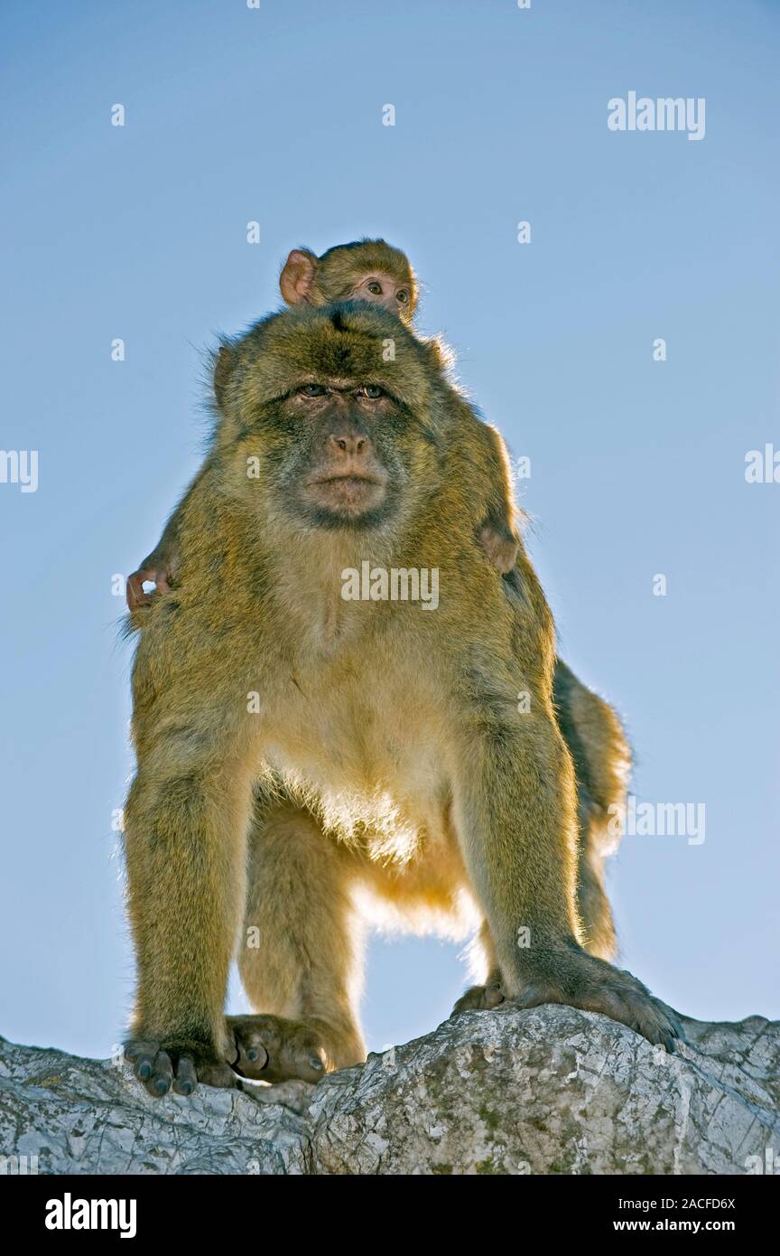 Barbary macaques (Macaca Sylvanus). Mother carrying her young Stock ...