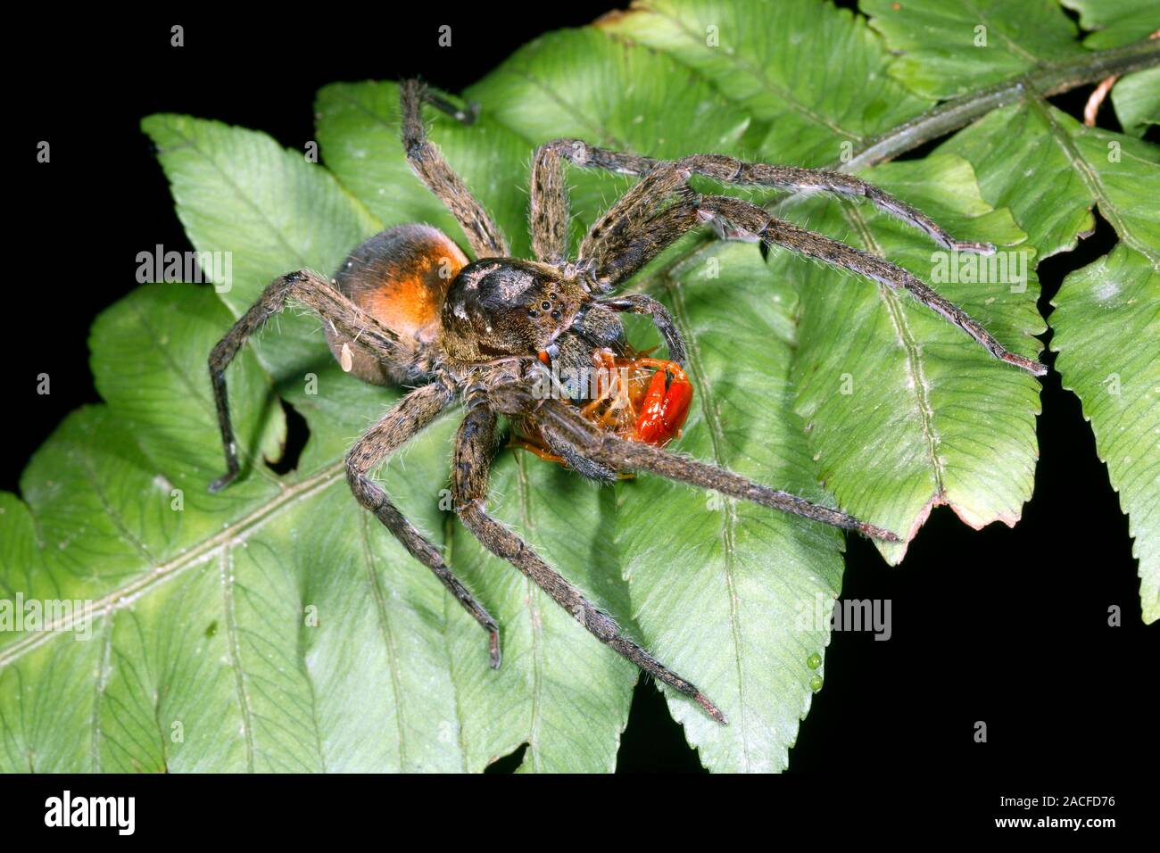 Wandering spider (Family Ctenidae) feeding on a centipede. Photographed ...