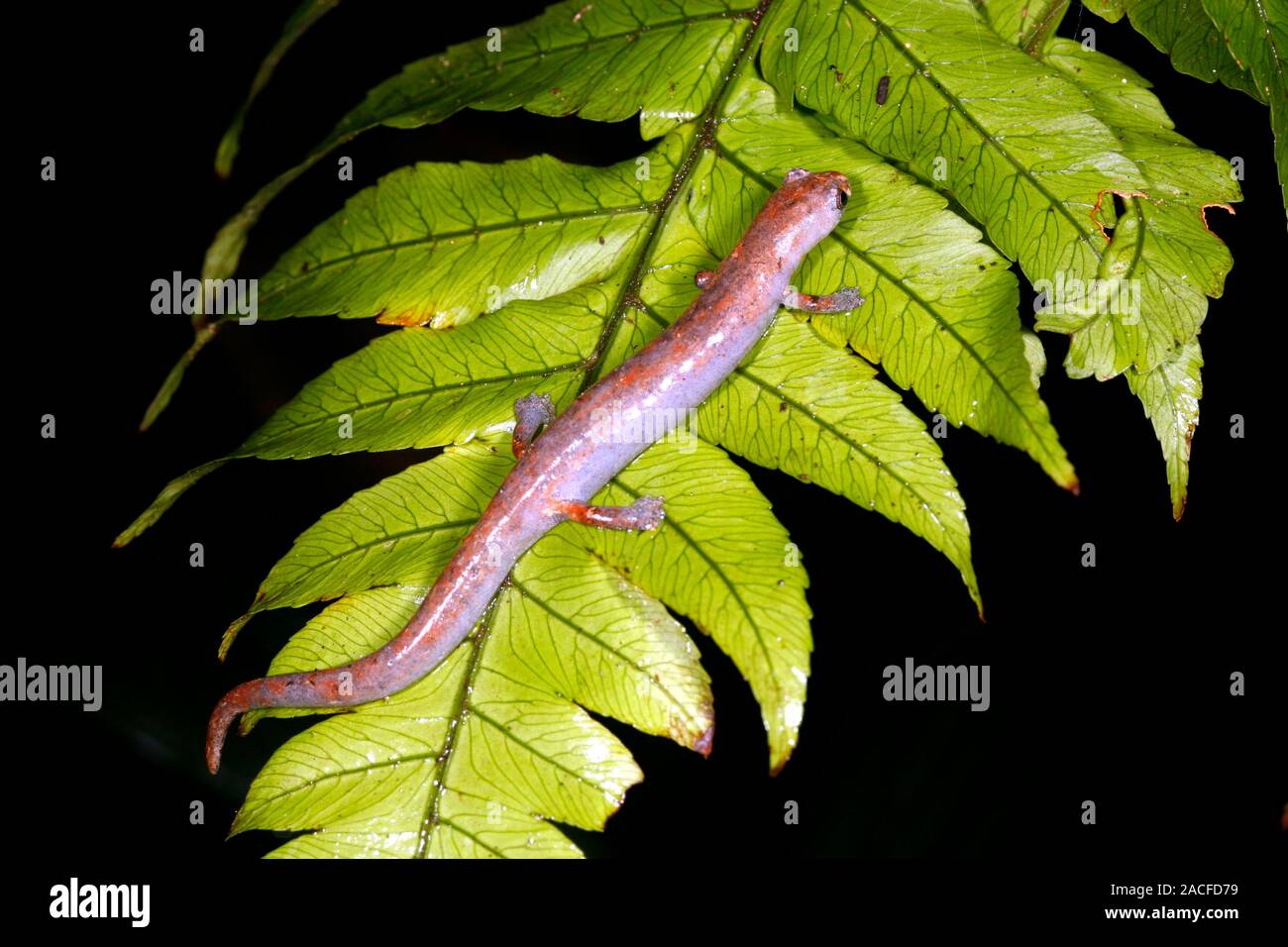 Peruvian climbing salamander (Bolitoglossa peruviana). Photographed at ...