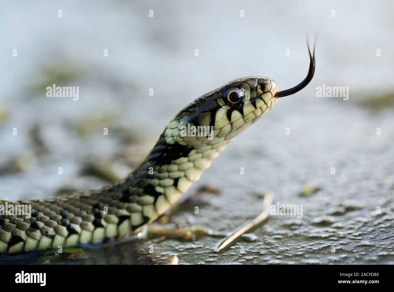 Grass snake (Natrix natrix) flicking its tongue. Photographed in Kent ...