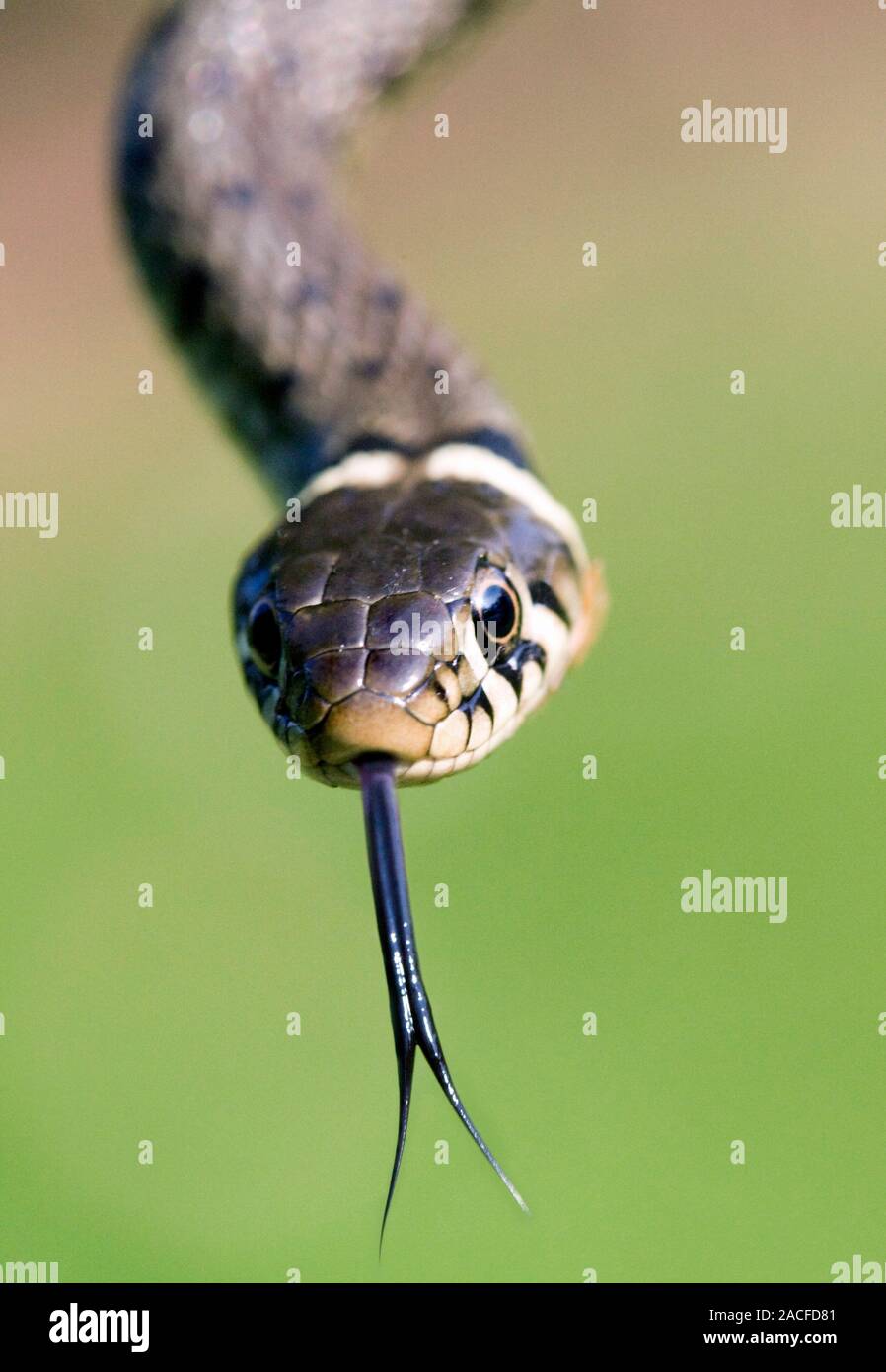 Grass snake (Natrix natrix). Photographed in Kent, UK Stock Photo - Alamy