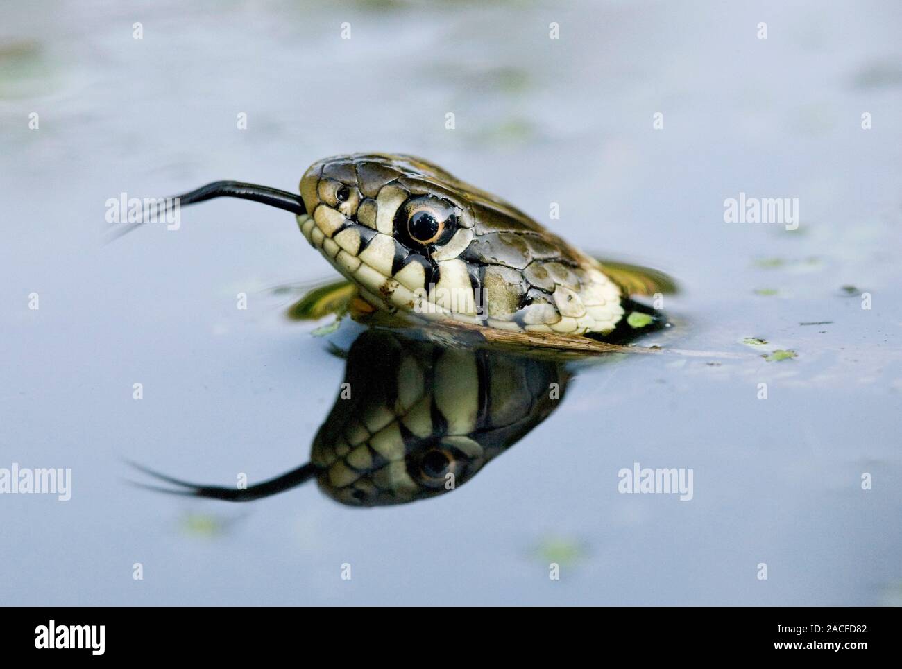 Grass snake (Natrix natrix) in water. Photographed in Kent, UK Stock ...