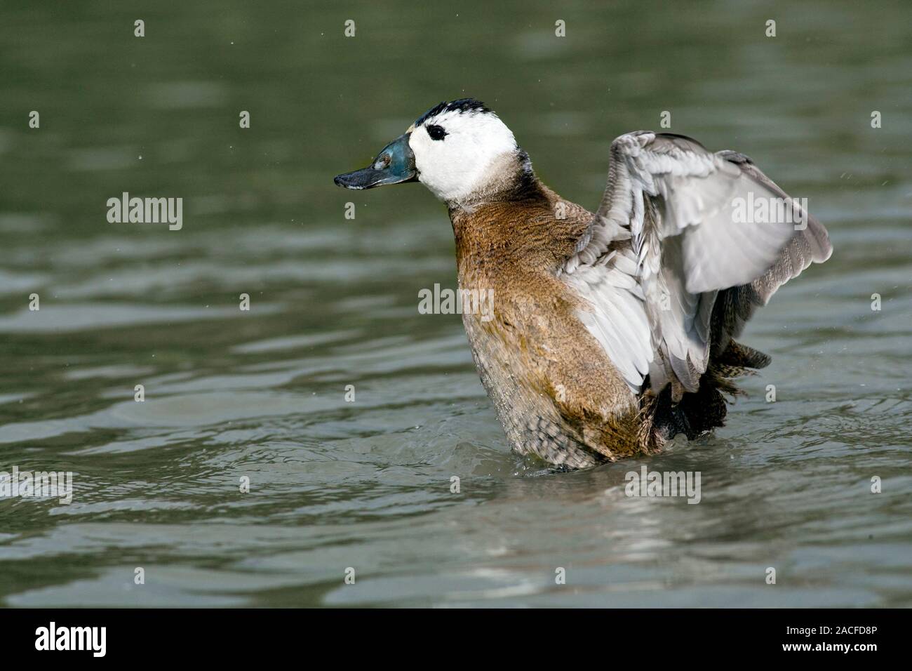 Male white-headed duck (Oxyura leucocephala) juvenile taking off ...