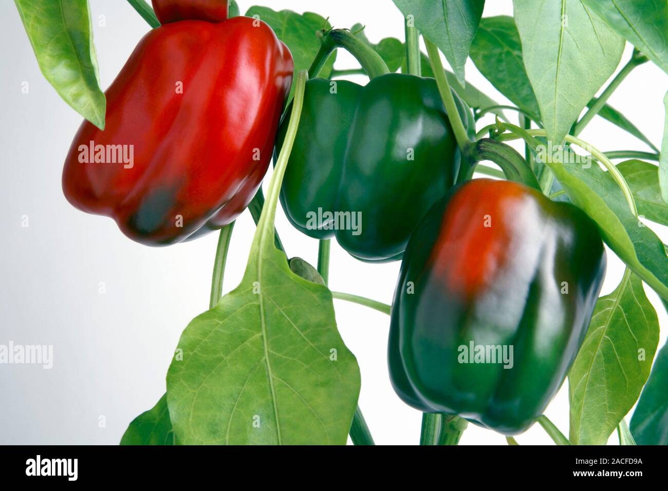 Bell peppers (Capsicum annuum) ripening on the plant Stock Photo - Alamy
