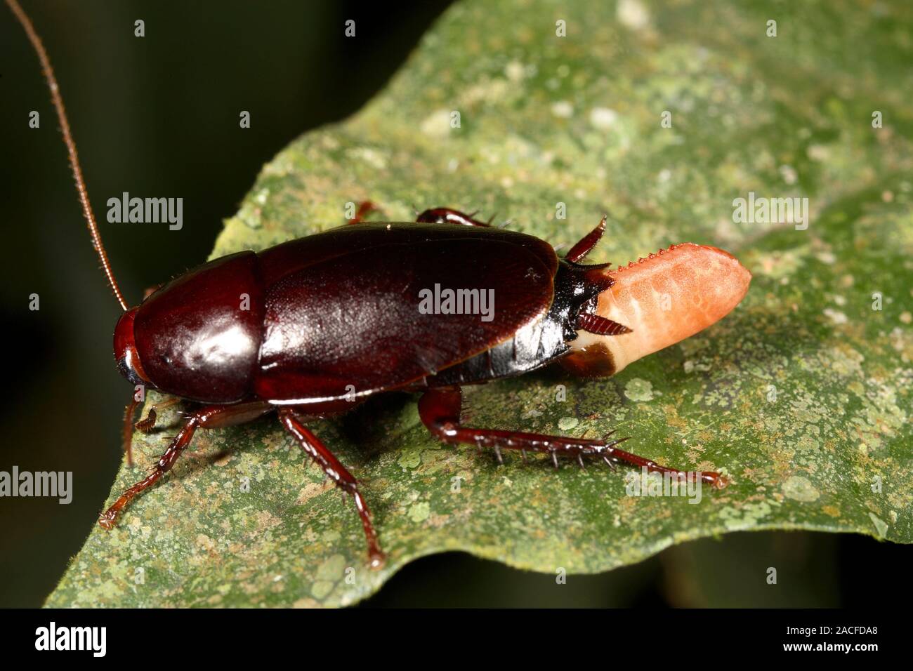 Cockroach (order Blattaria) laying eggs. This egg pouch is known as an ...