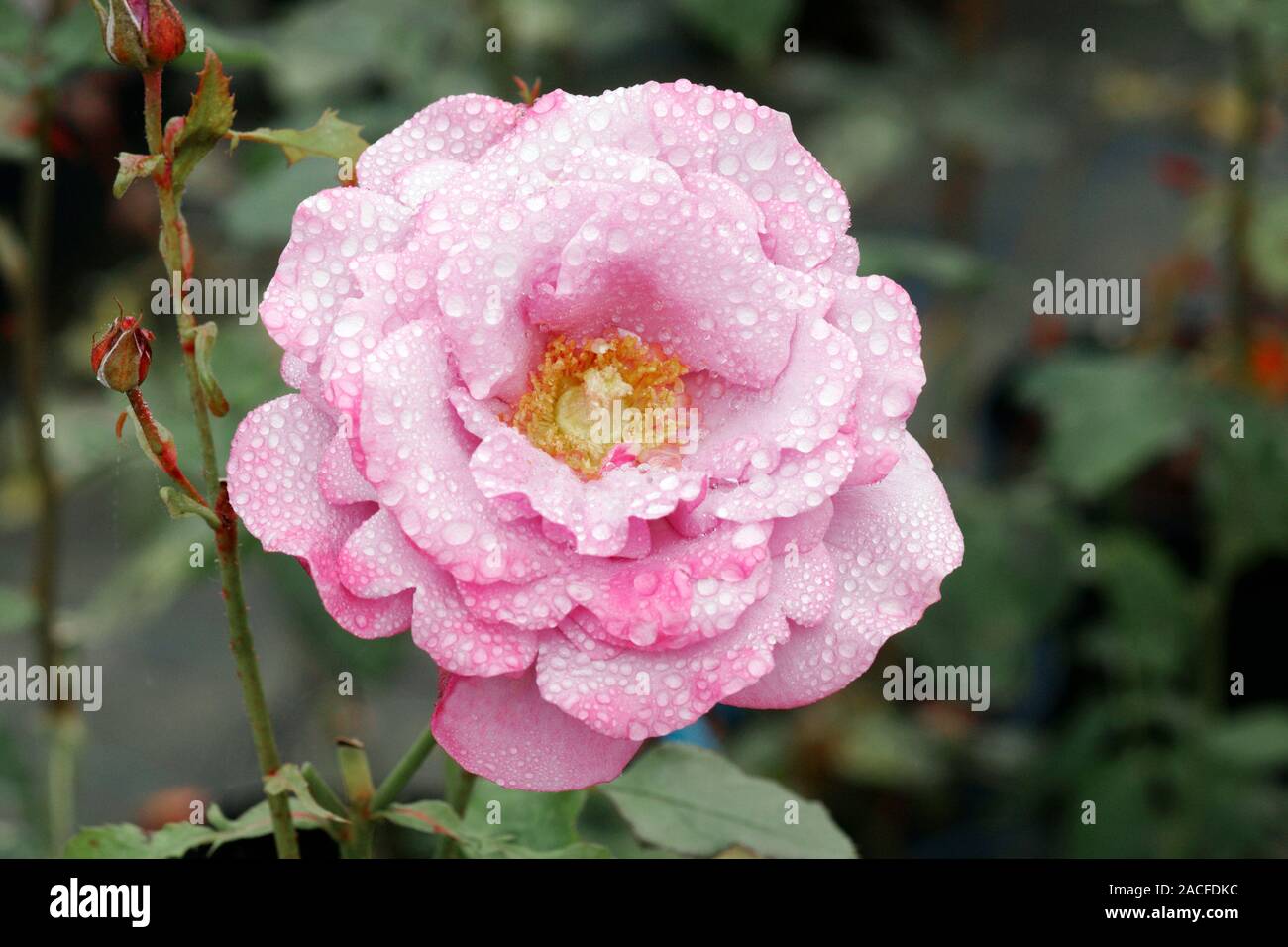 Hybrid Tea Rose (Rosa 'Barbara Streisand' Stock Photo - Alamy