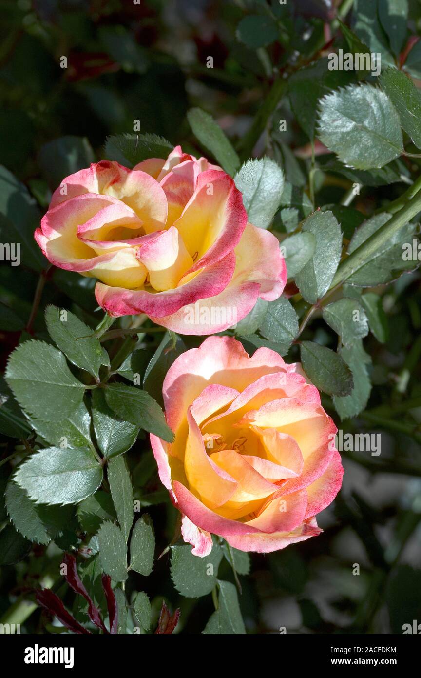 Shrub Rose (Rosa 'Betty Boop' Stock Photo - Alamy