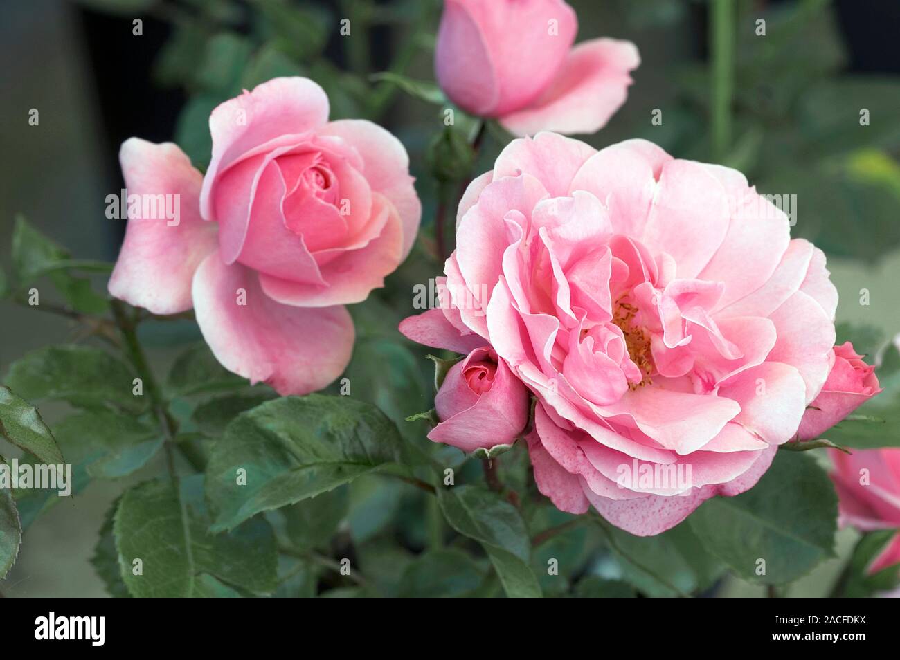 Modern Shrub Rose (Rosa 'Bonica' Stock Photo - Alamy