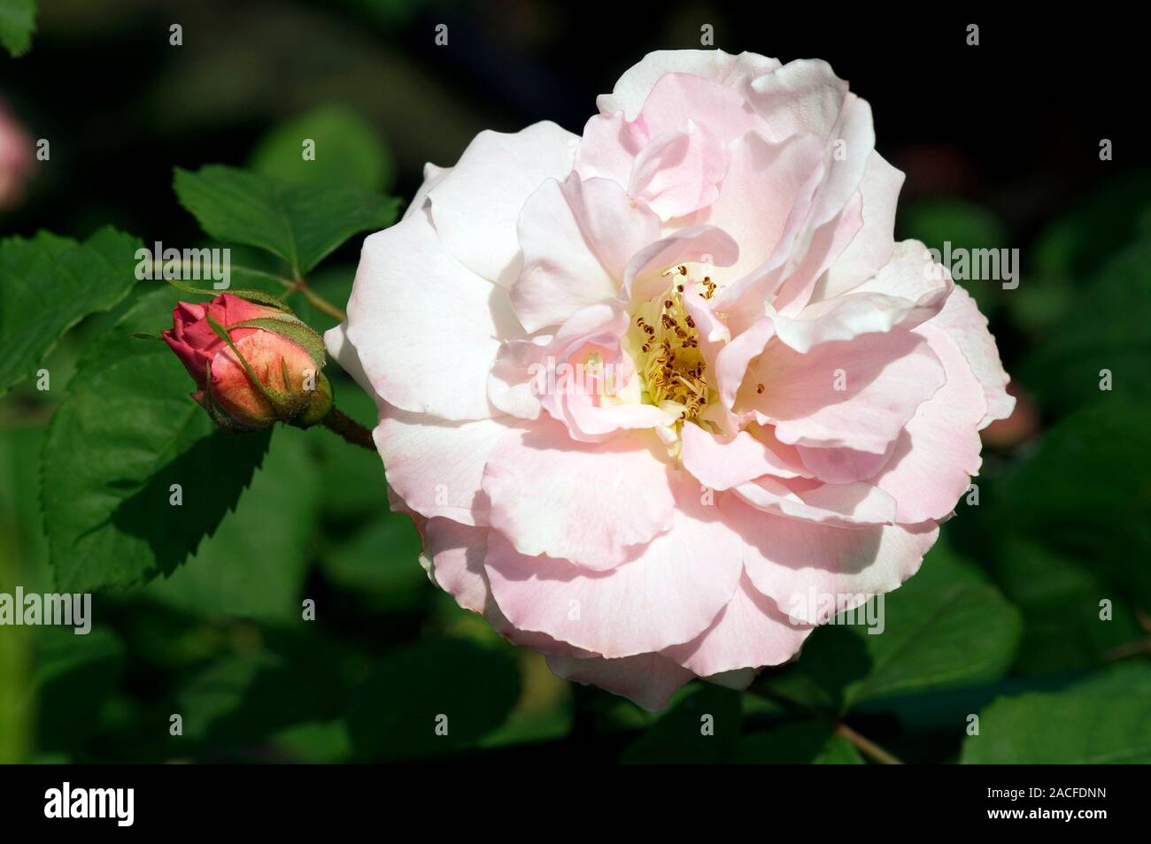 Rose (Fritz Nobis). Hybrid Perpetual. Flower and bud Stock Photo - Alamy