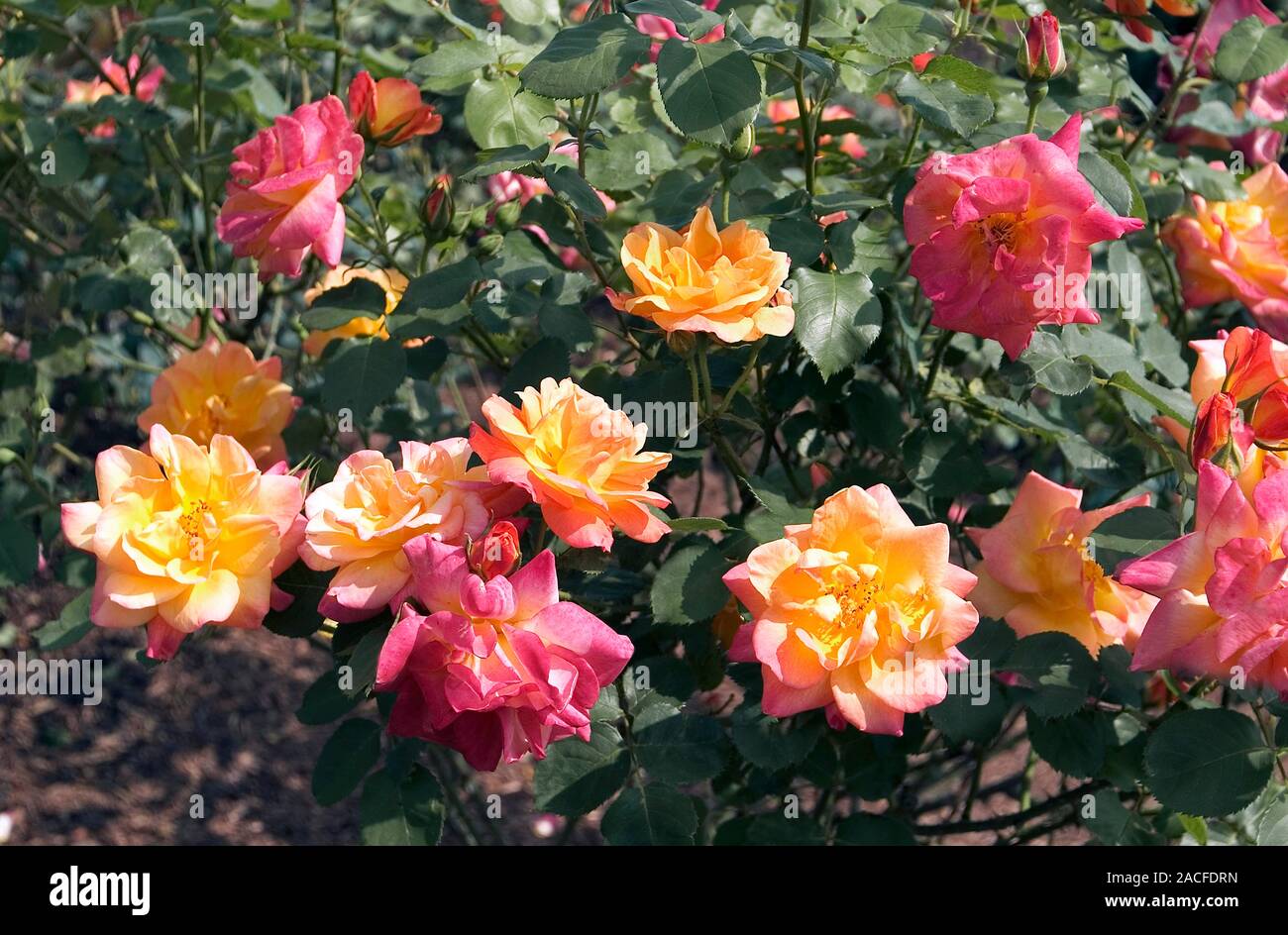 Rose (Joseph's Coat). Shrub Rose. Section of flowering plant Stock ...